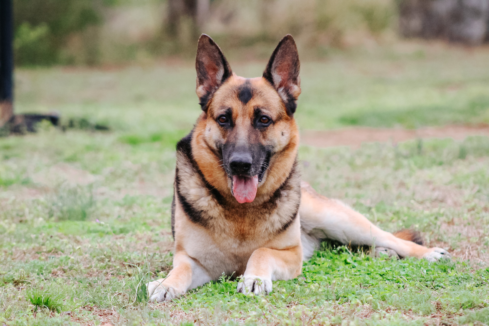 “Siren” In Loving Memory